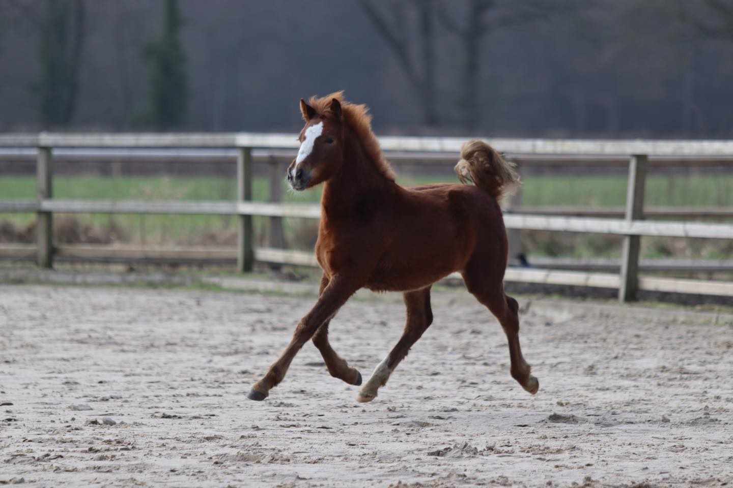 Adoptie paarden | Paard zoekt baas